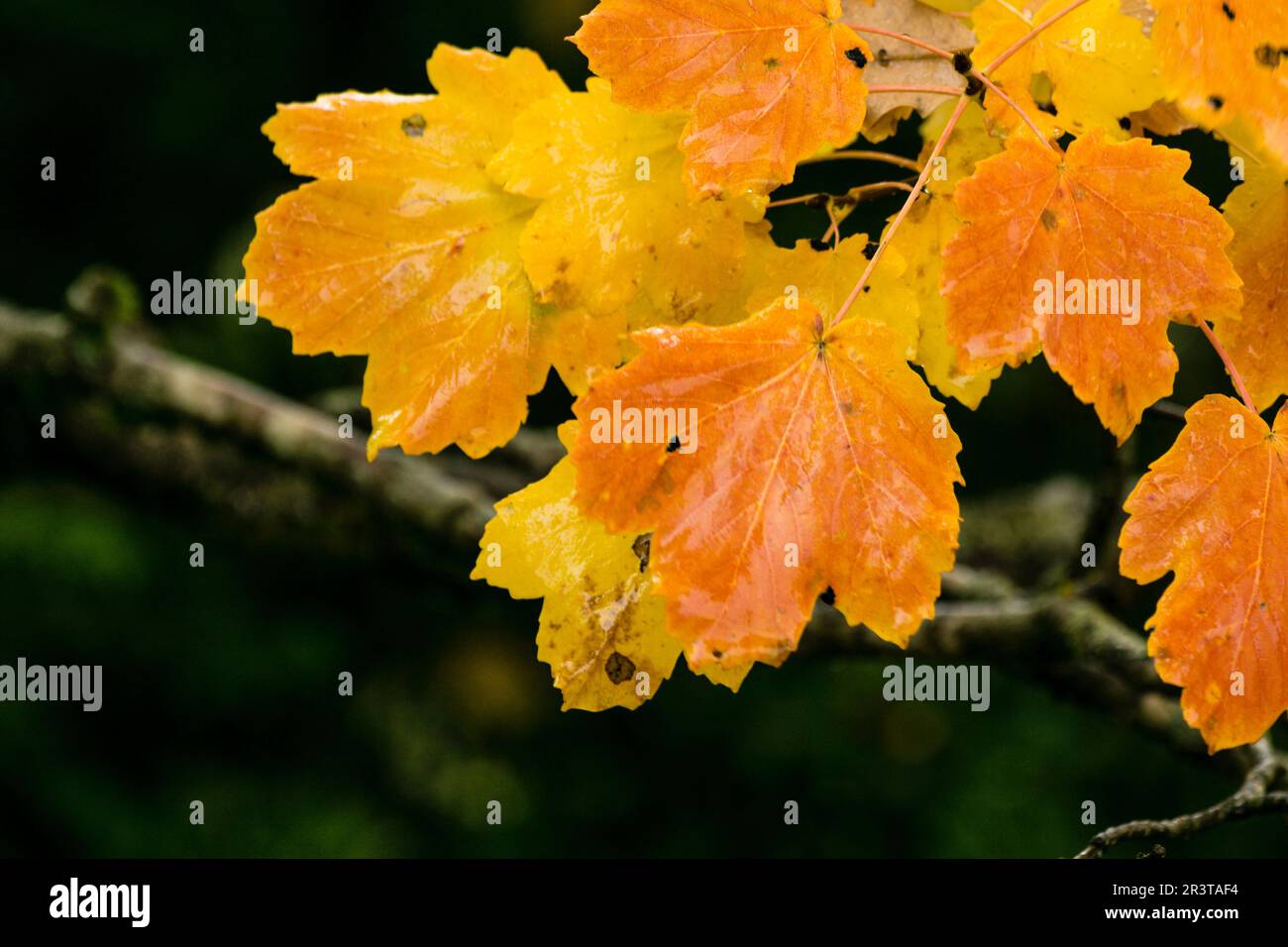 Bosque caducifolio caducifolio hi-res stock photography and images - Alamy