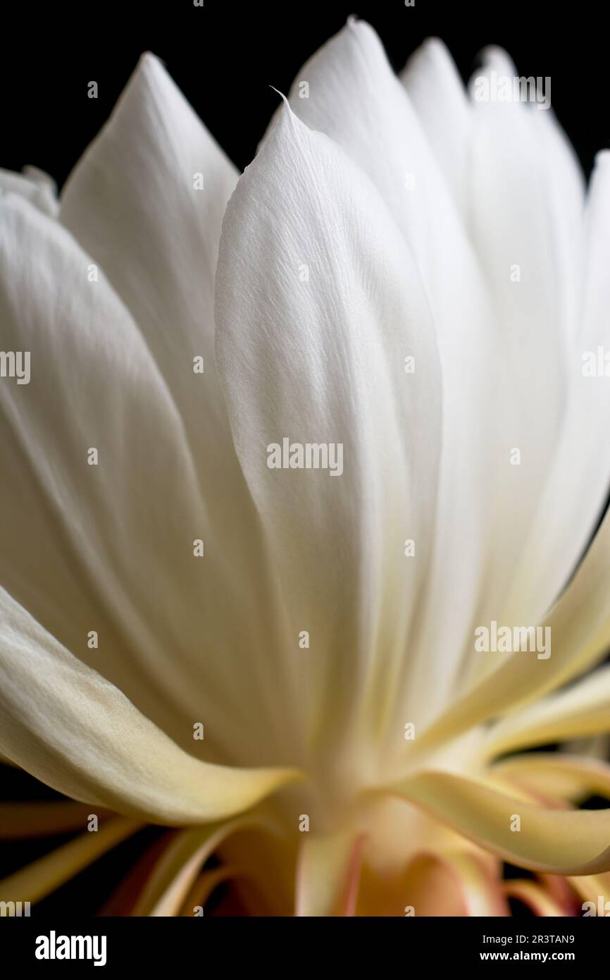 close-up macro view of night-blooming cereus flower petals, aka queen ...