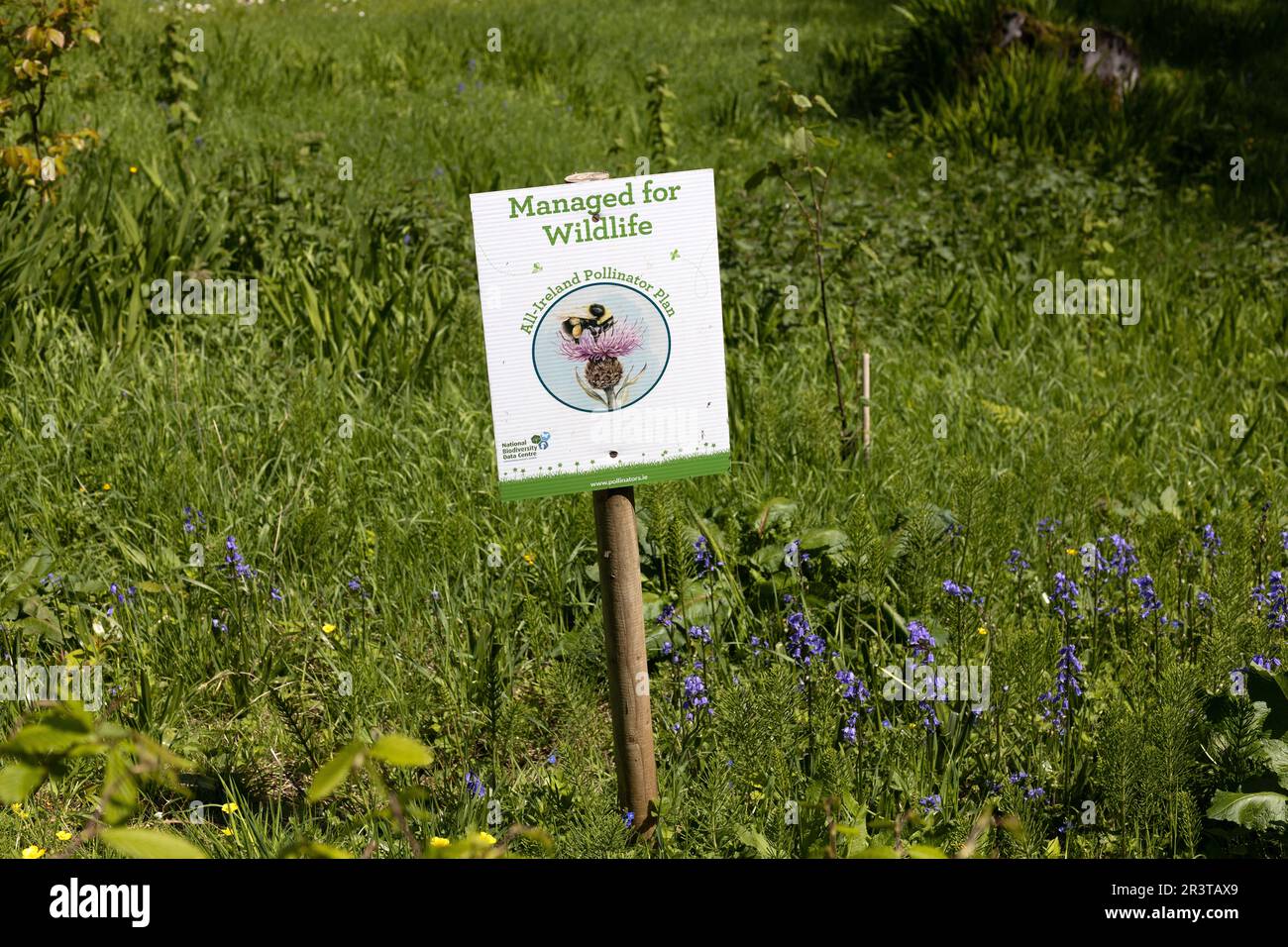A sign in a pollinator garden for the All-Ireland Pollinator Plan, in ...