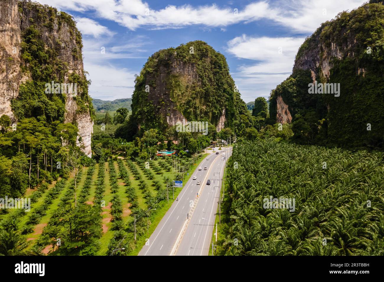 Road with limestone cliffs and rocks and a palm oil plantation in Krabi ...