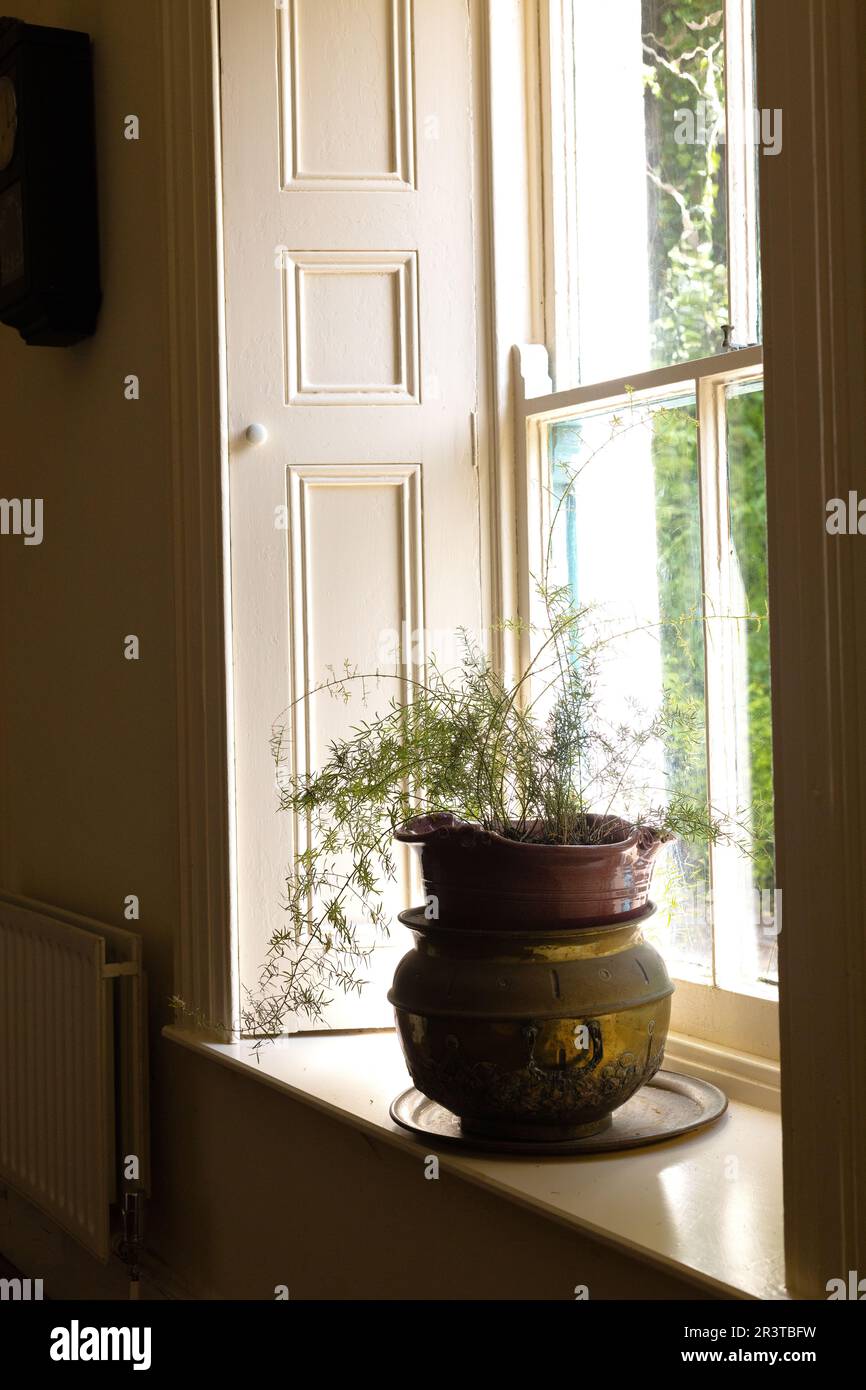 Sunny plant container hi-res stock photography and images - Alamy