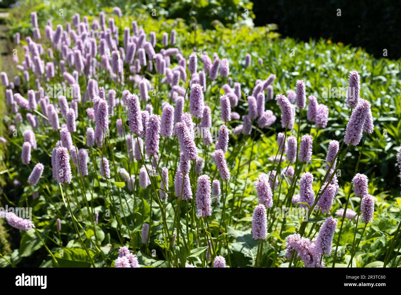 Bistorta officinalis - common bistort Stock Photo - Alamy