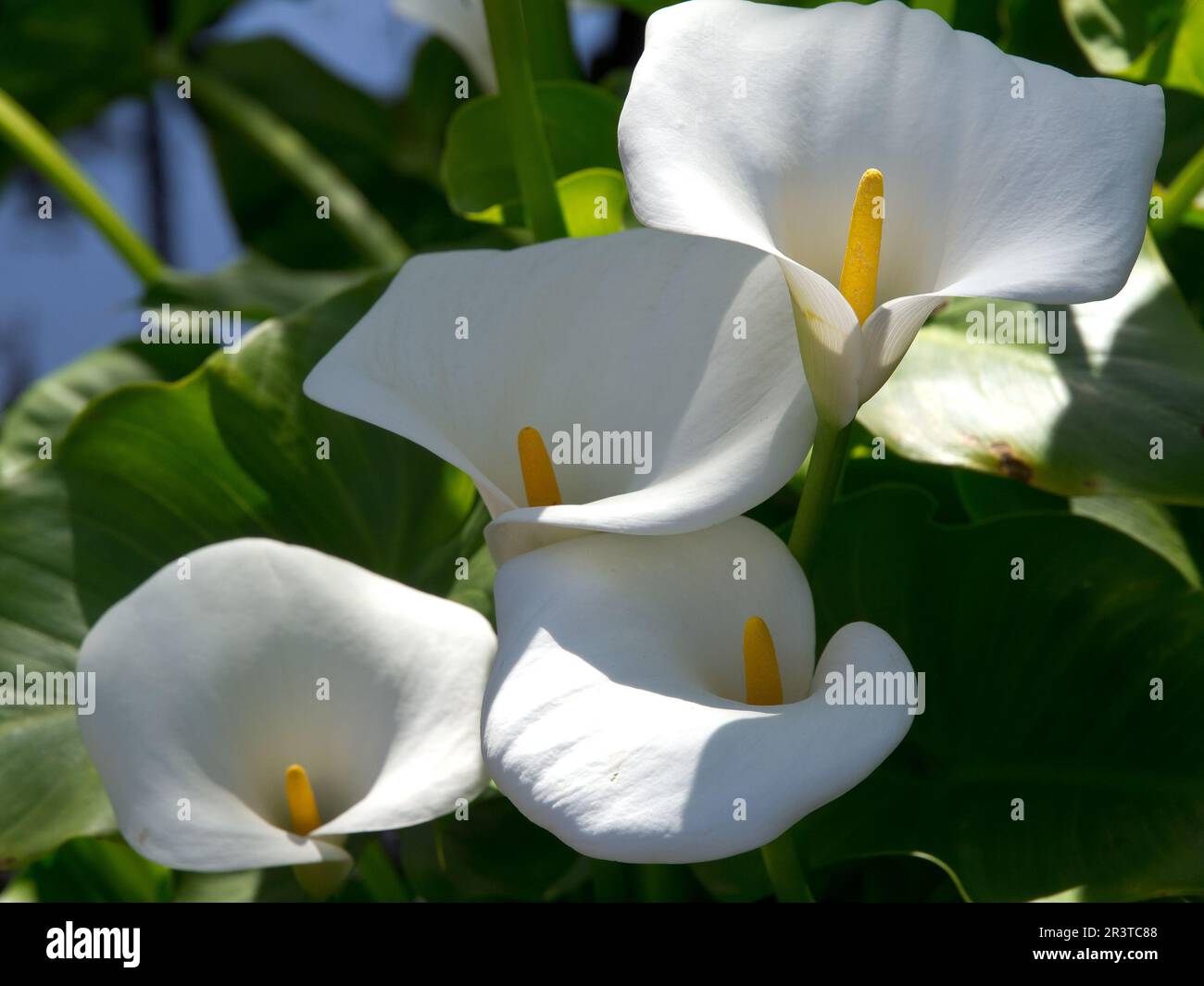 Tenerife spring hi-res stock photography and images - Alamy