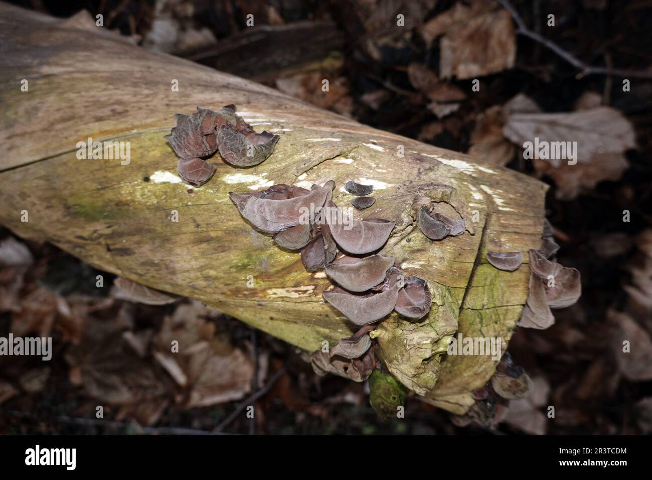 Judas ear, elderberry mushroom (Auricularia auricula-judae) on an ...