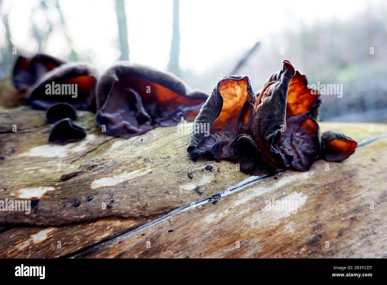 Judas ear, elderberry mushroom (Auricularia auricula-judae) on an ...