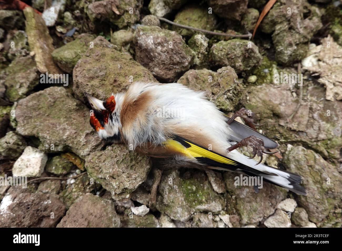 Lavaschotter hi-res stock photography and images - Alamy