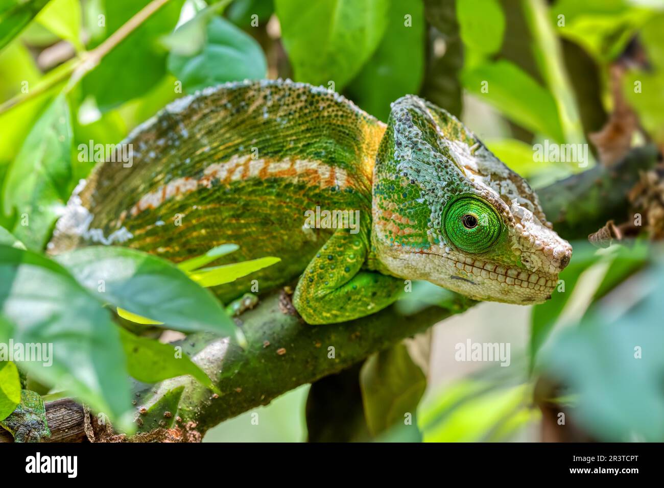 Flat lizards hi-res stock photography and images - Alamy