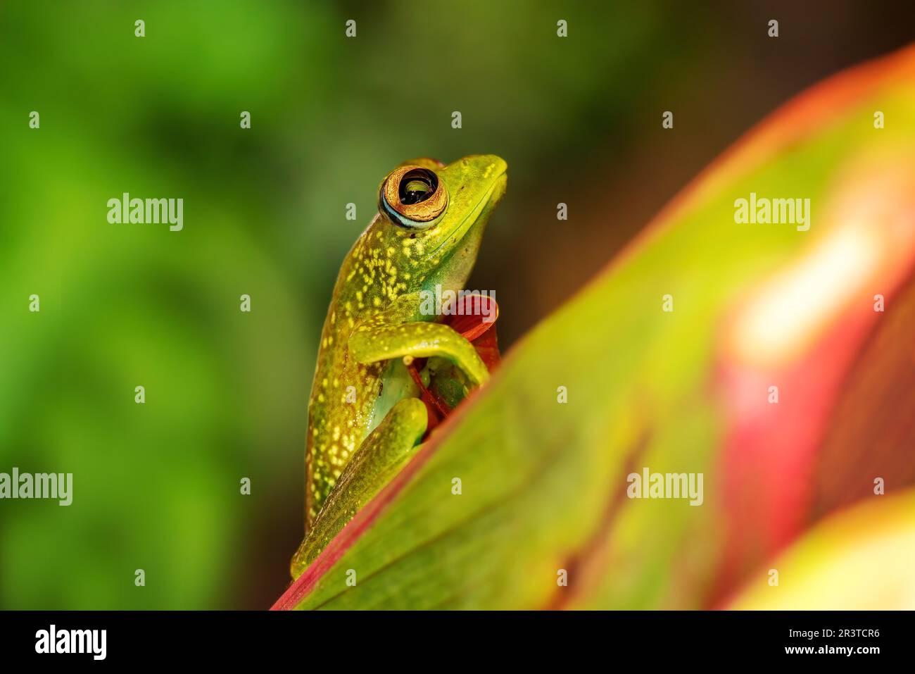 Elena's Treefrog, Boophis elenae, frog in Ranomafana National Park ...