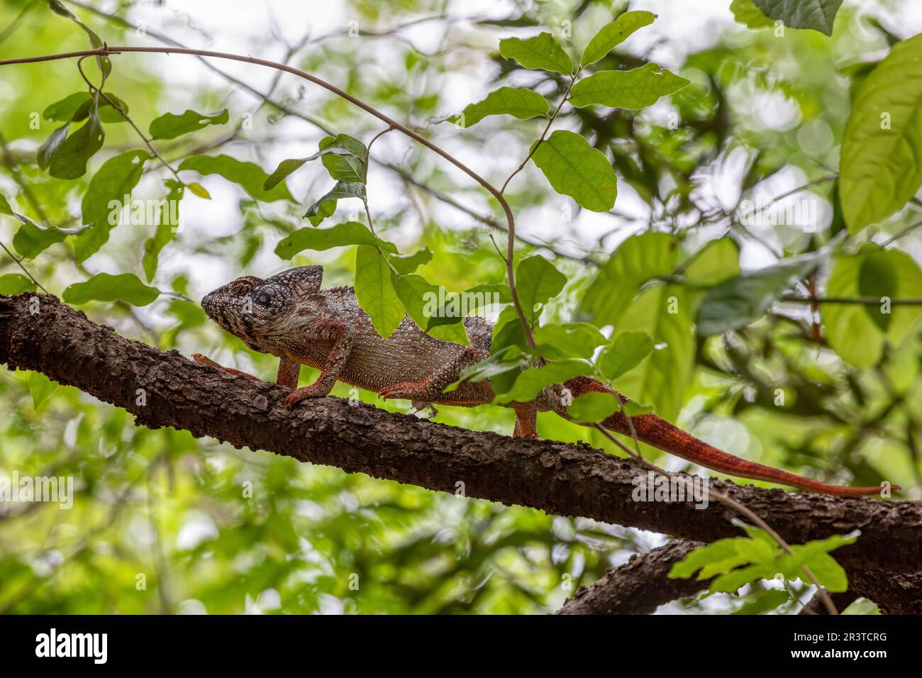 Furcifer nicosiai, Tsingy de Bemaraha, Madagascar wildlife Stock Photo ...
