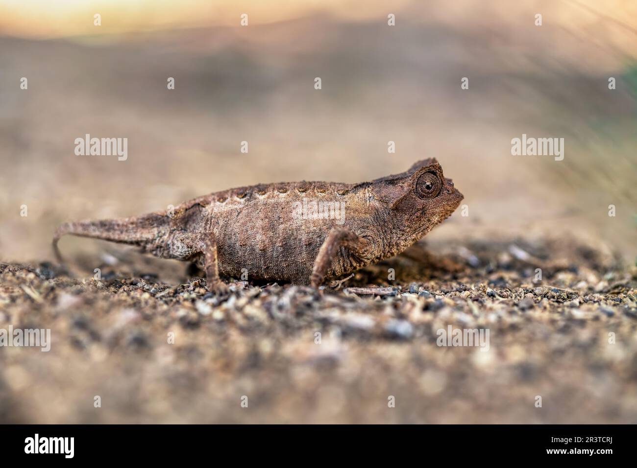 Brygoo's pygmy chameleon, Brookesia brygooi, Anja Community Reserve ...