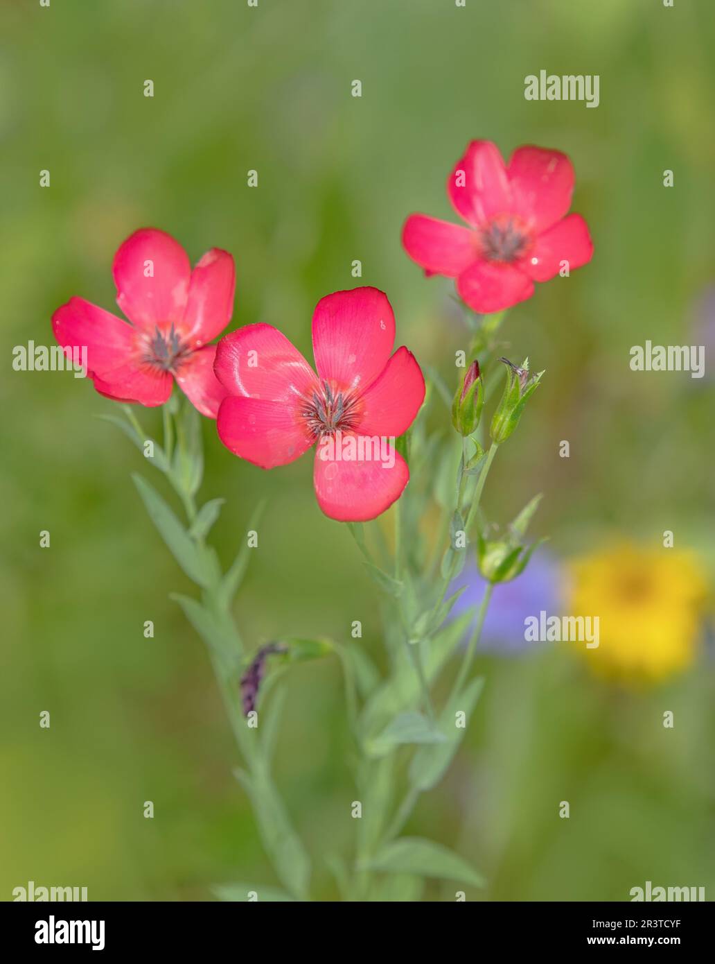 Red flax flower hi-res stock photography and images - Alamy