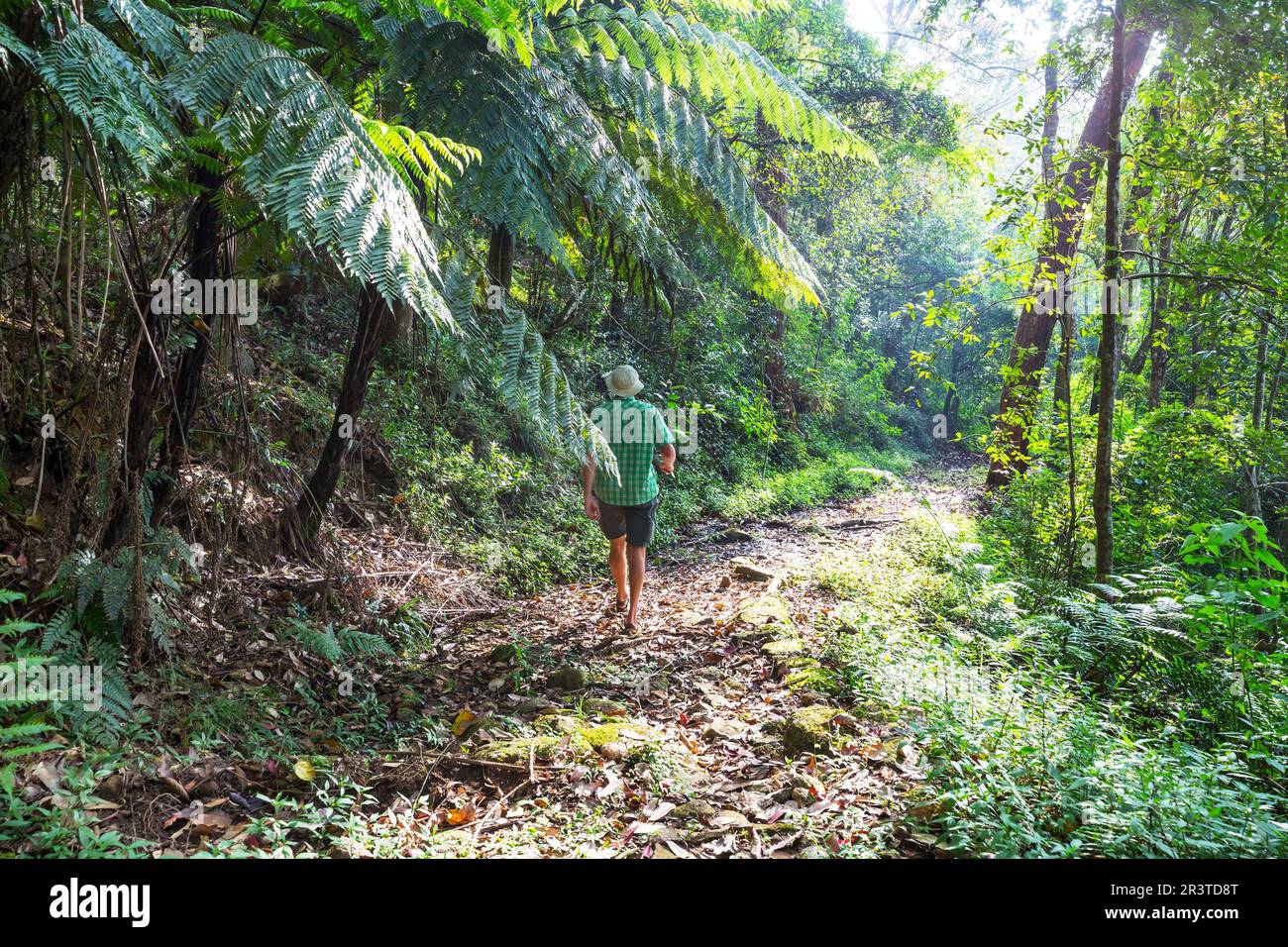 Hike in jungle Stock Photo - Alamy