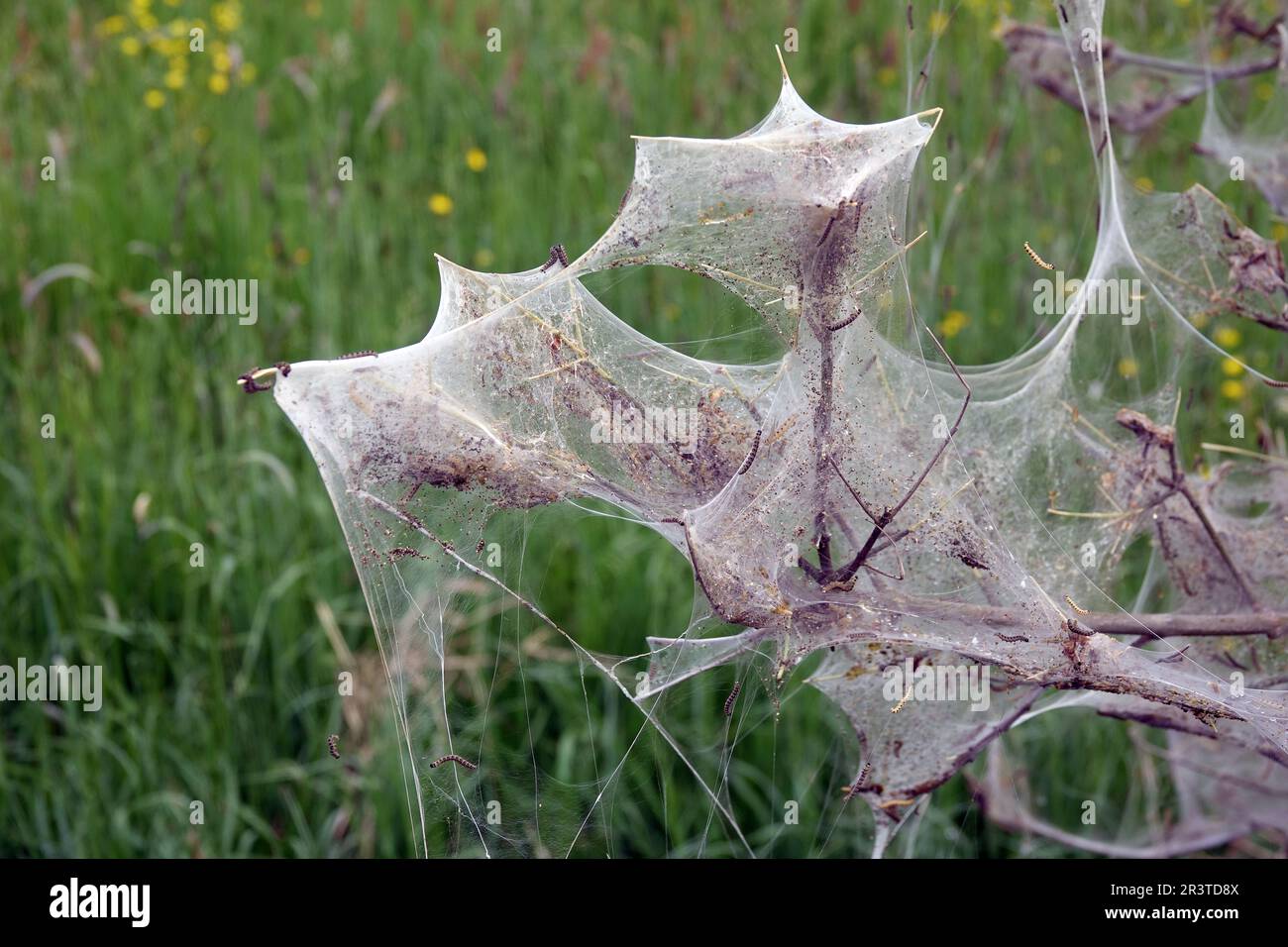 Spider web moth hi-res stock photography and images - Alamy