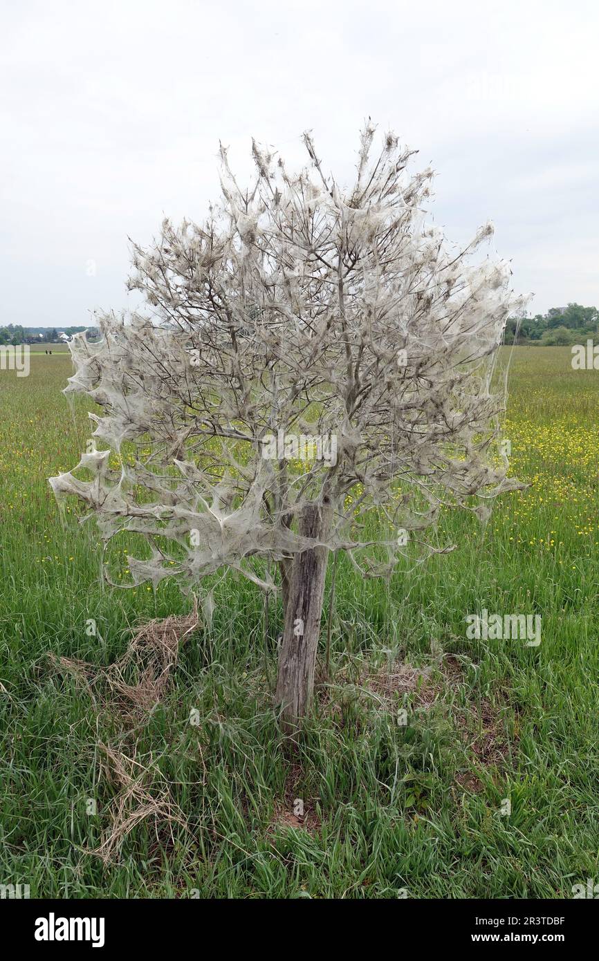 Spider moth web Stock Photo - Alamy