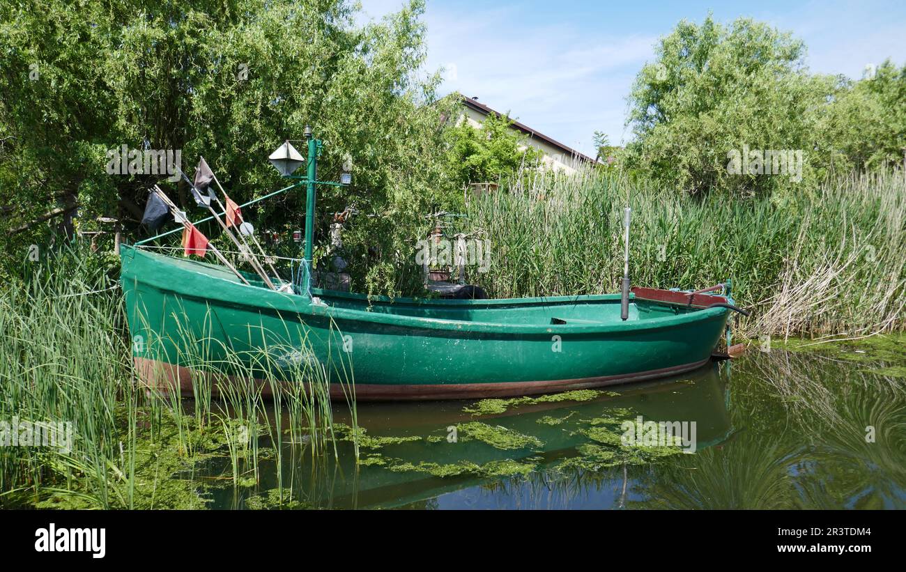 Stara swina hi-res stock photography and images - Alamy