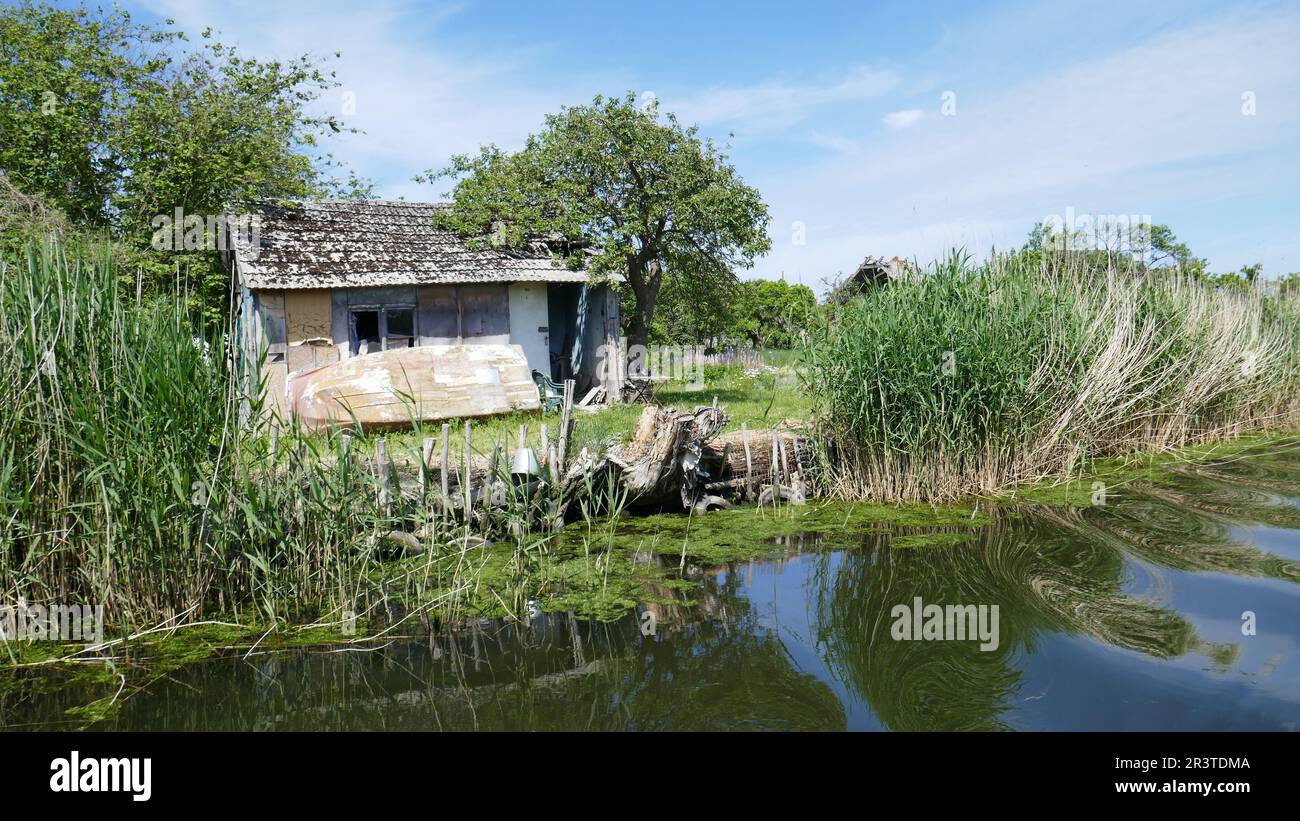 Stara swina hi-res stock photography and images - Alamy