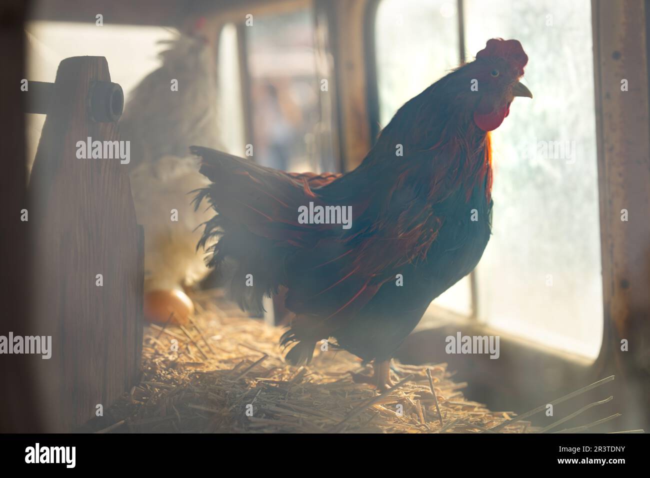 Rooster behind truck glass window Stock Photo - Alamy
