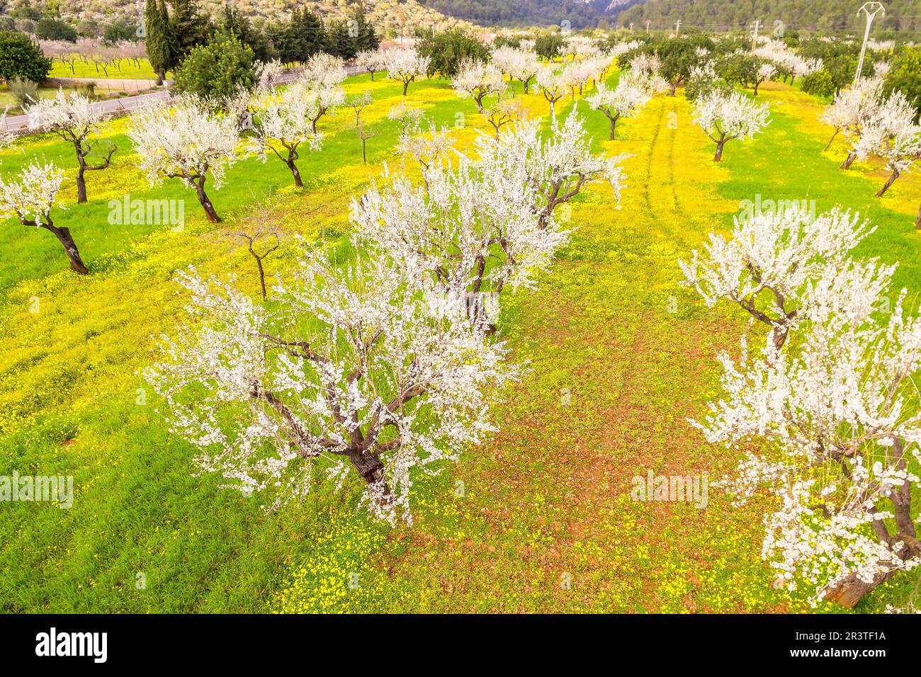 Almond trees and family hi-res stock photography and images - Alamy