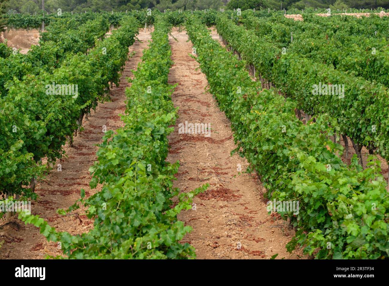 Sea of vines hi-res stock photography and images - Alamy