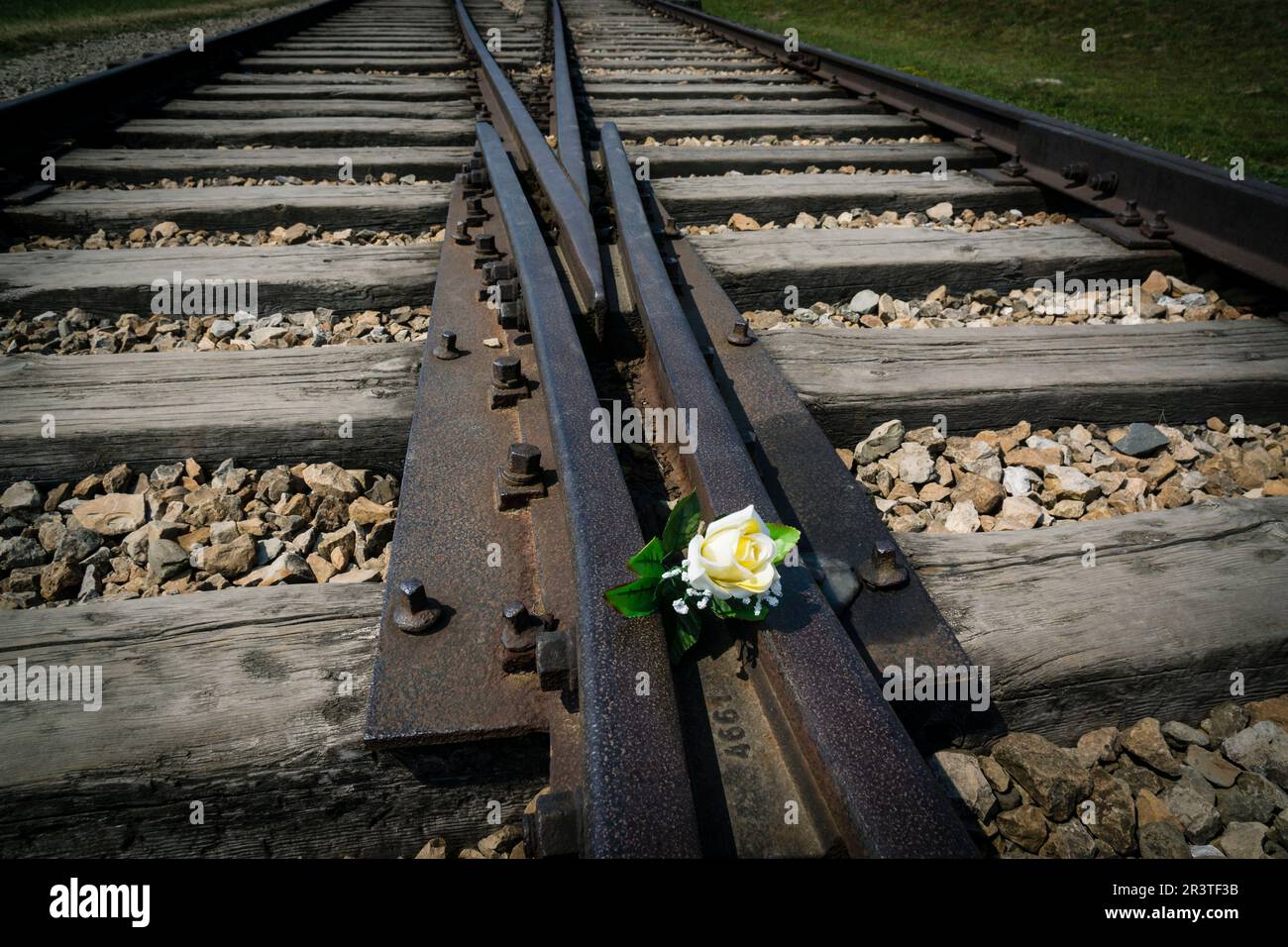 Flowers on the railway tracks Stock Photo - Alamy
