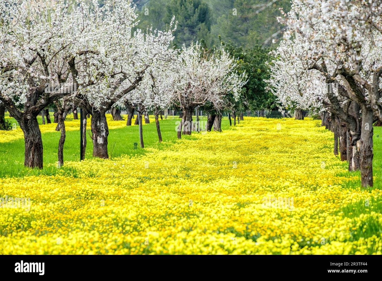 Almond tree and family hi-res stock photography and images - Alamy