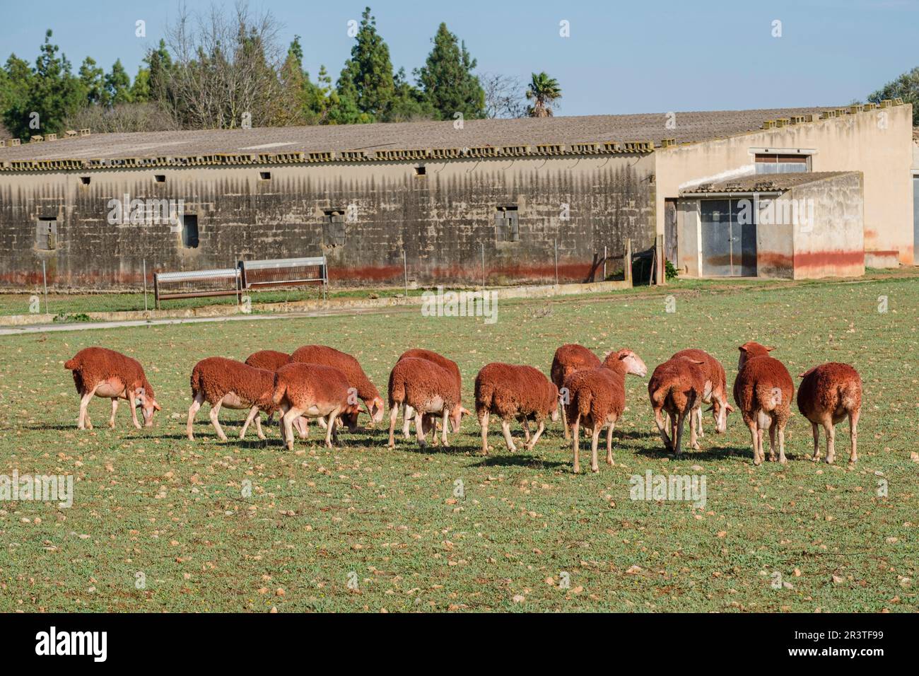 Flock of red sheep on a farm Stock Photo - Alamy