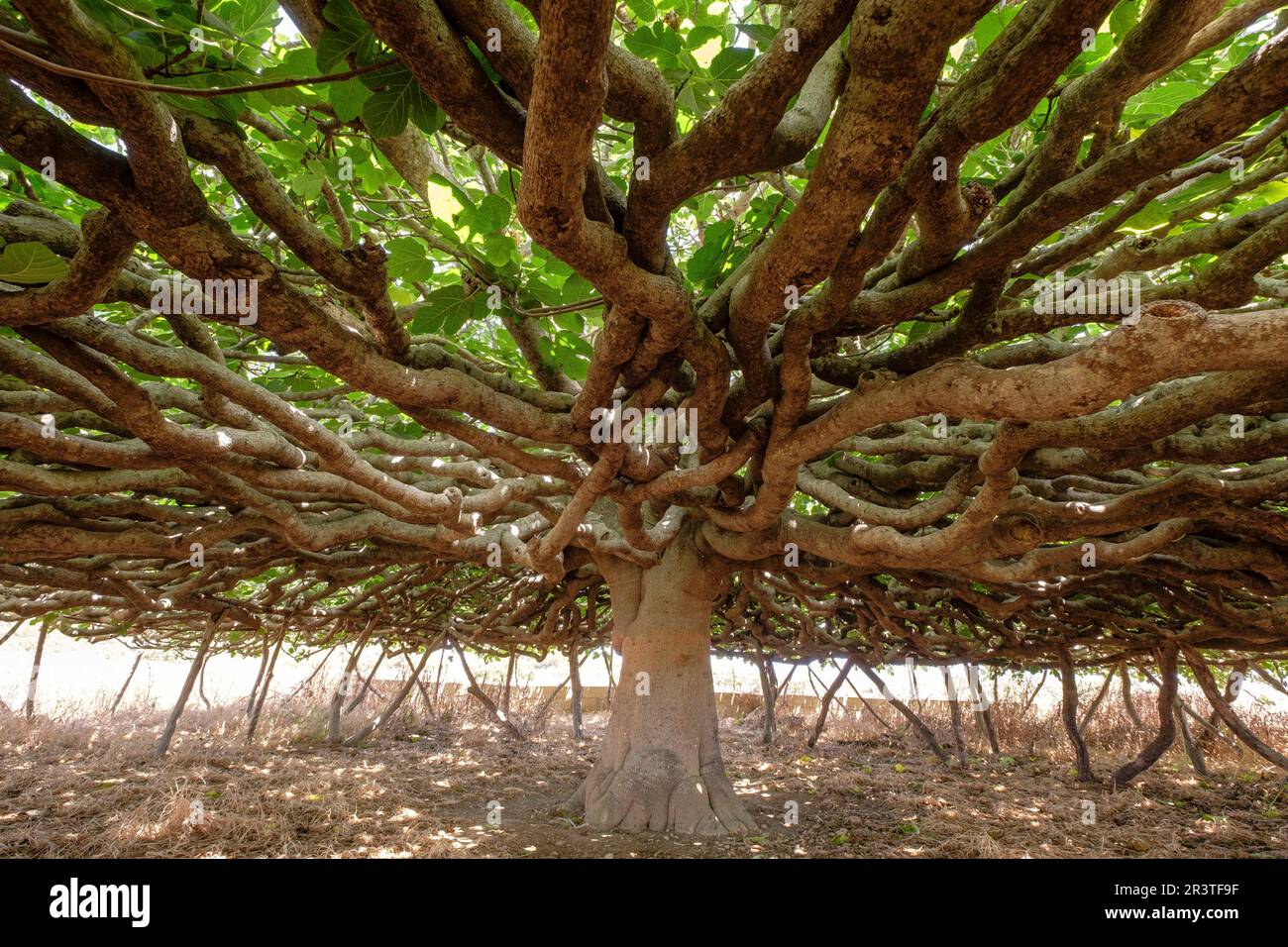 Fig farming hi-res stock photography and images - Alamy