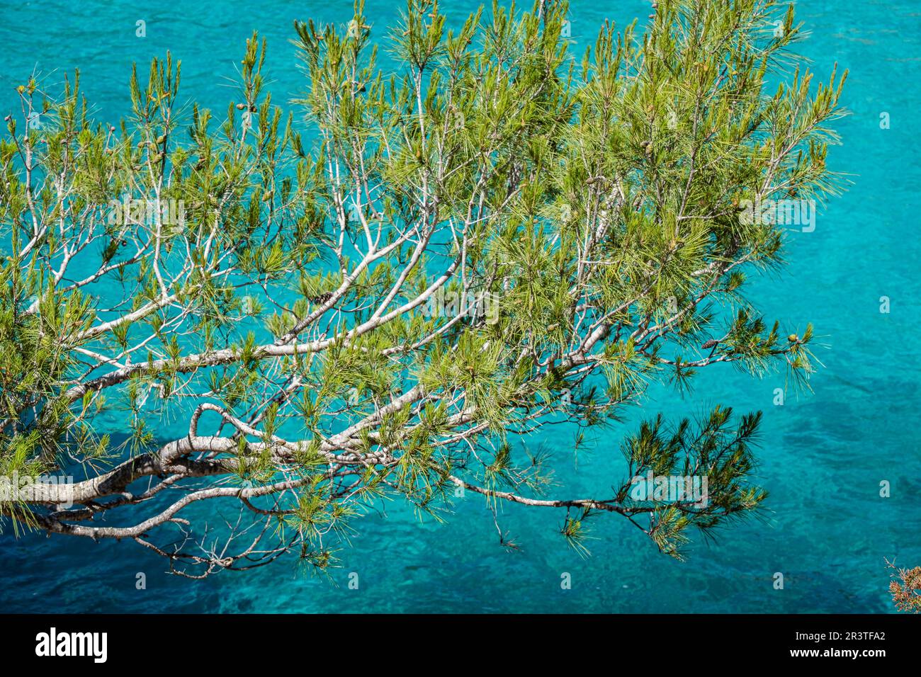 Maritime pine species hi-res stock photography and images - Alamy