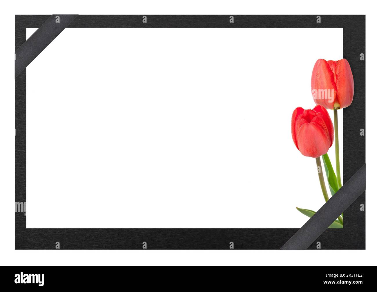 Funeral frame with tulips Stock Photo - Alamy