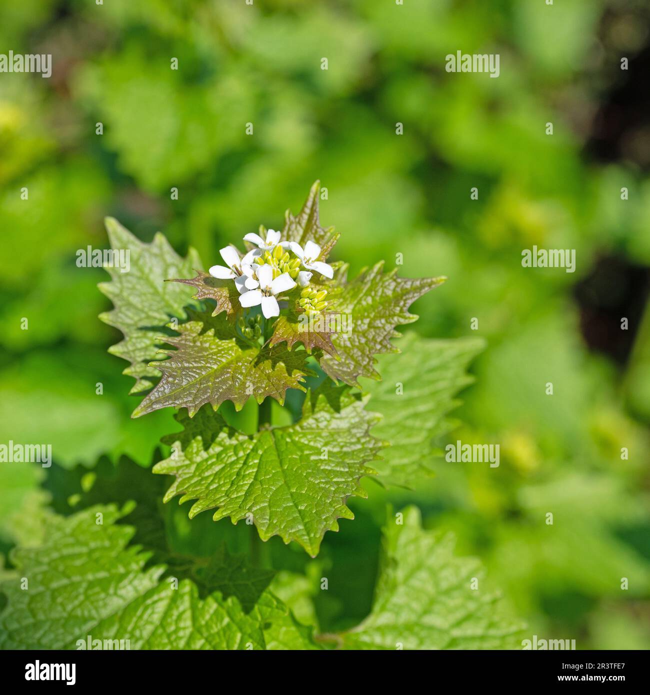 Flowering garlic mustard, Alliaria petiolata, in spring Stock Photo - Alamy