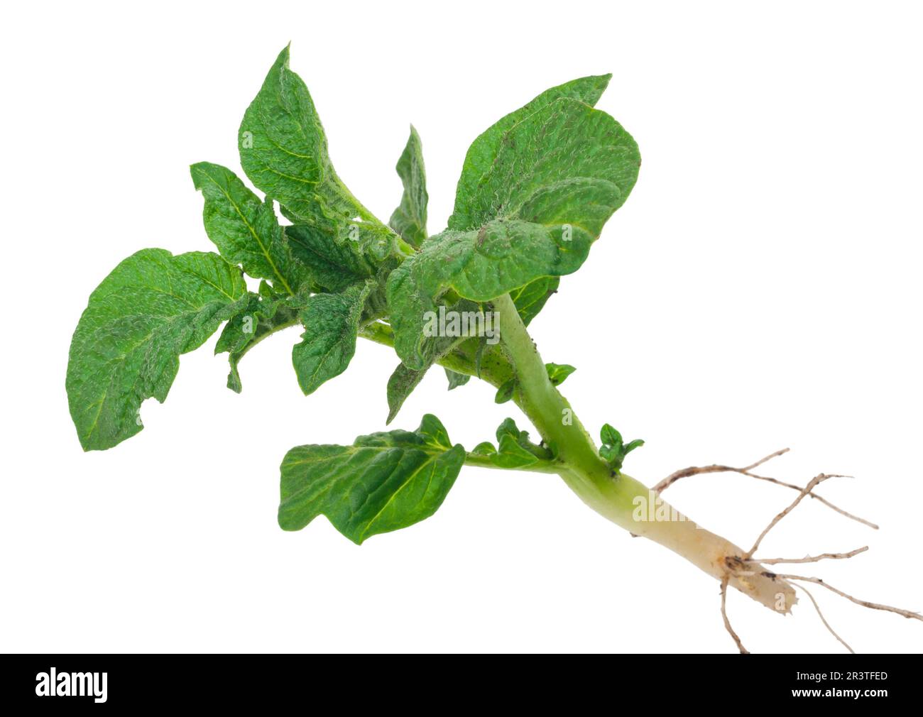 Young potato sprout Stock Photo - Alamy