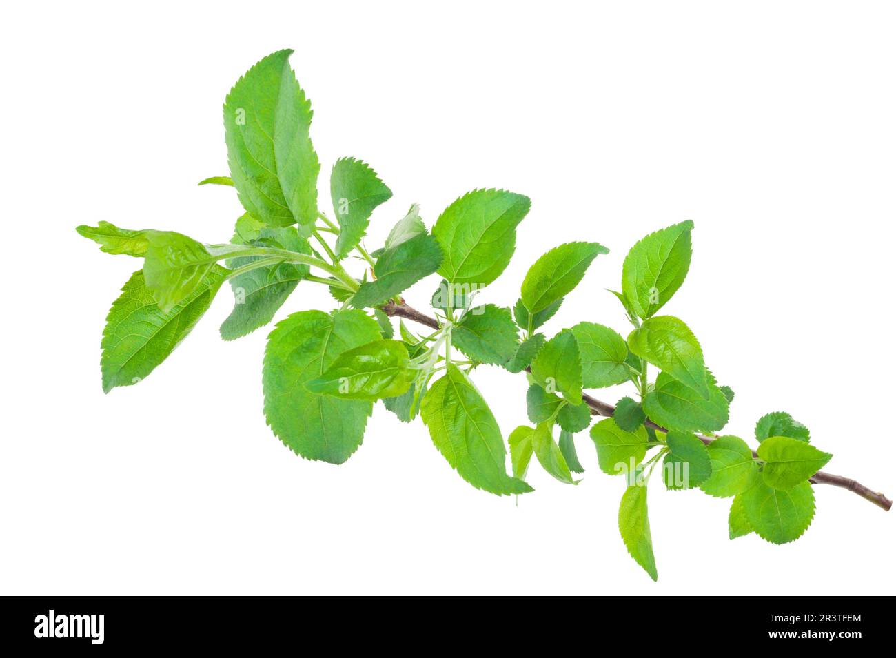 Young apple tree branch Stock Photo - Alamy