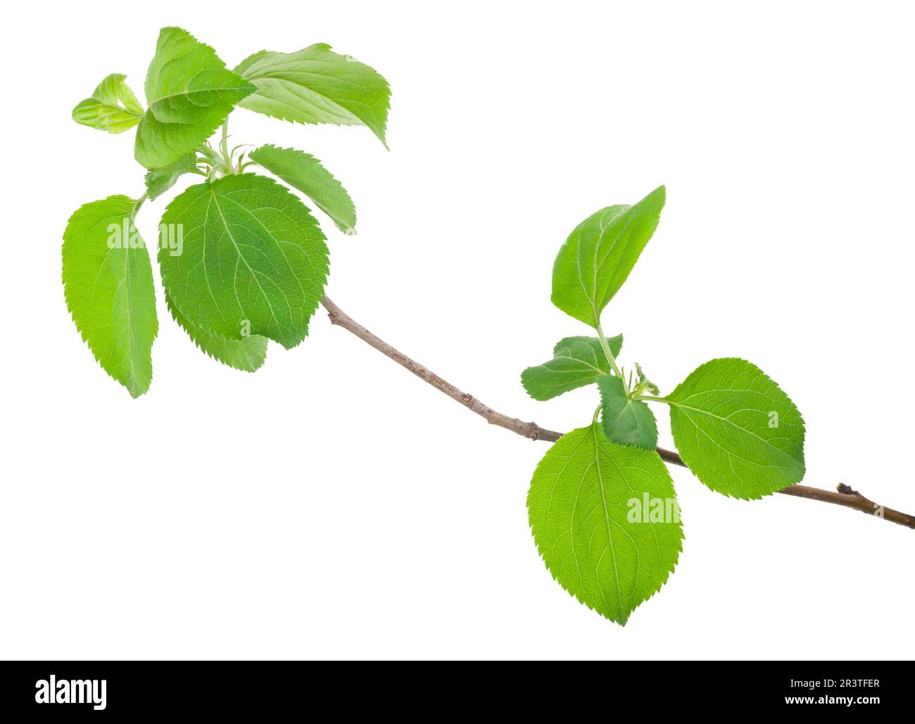 Young apple tree branch Stock Photo - Alamy