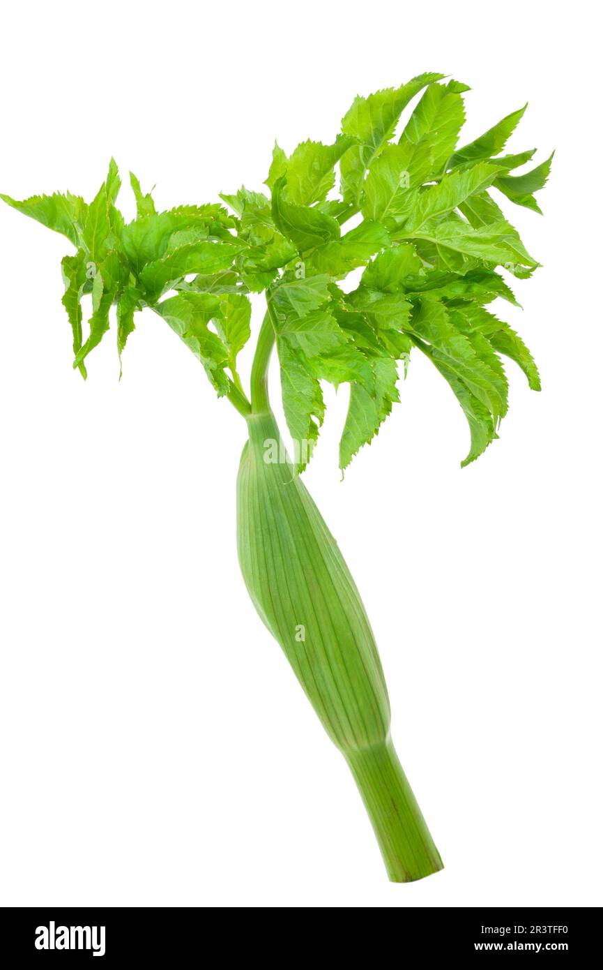 Green leaves medicinal plant Cut Out Stock Images & Pictures - Alamy