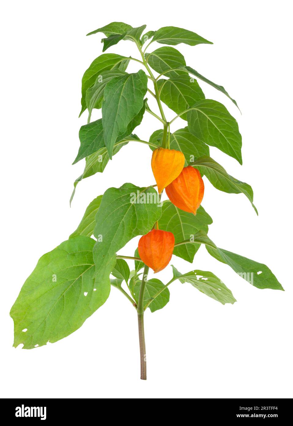 Ripe orange fruits physalis Cut Out Stock Images & Pictures - Alamy