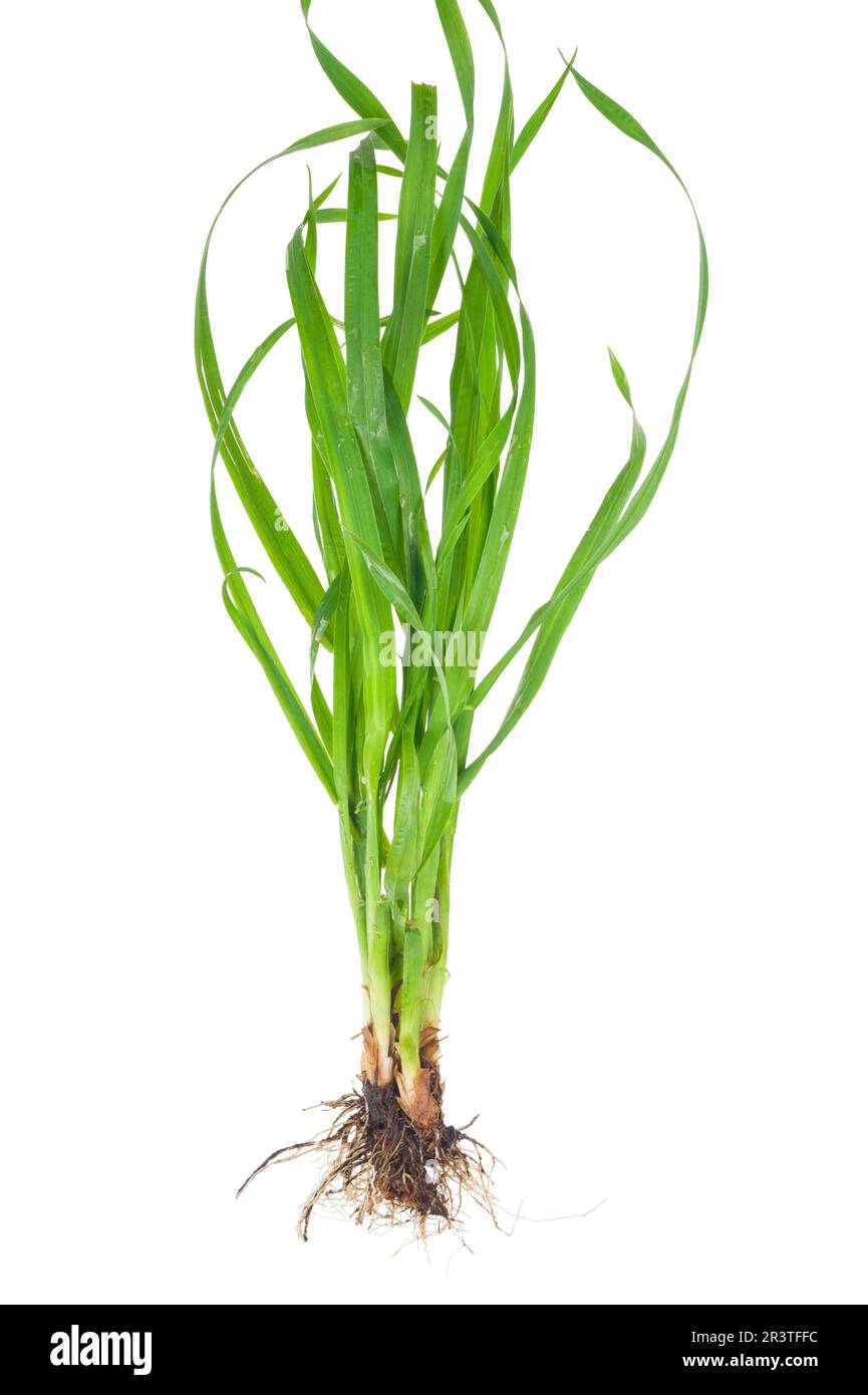 Couch grass hi-res stock photography and images - Alamy