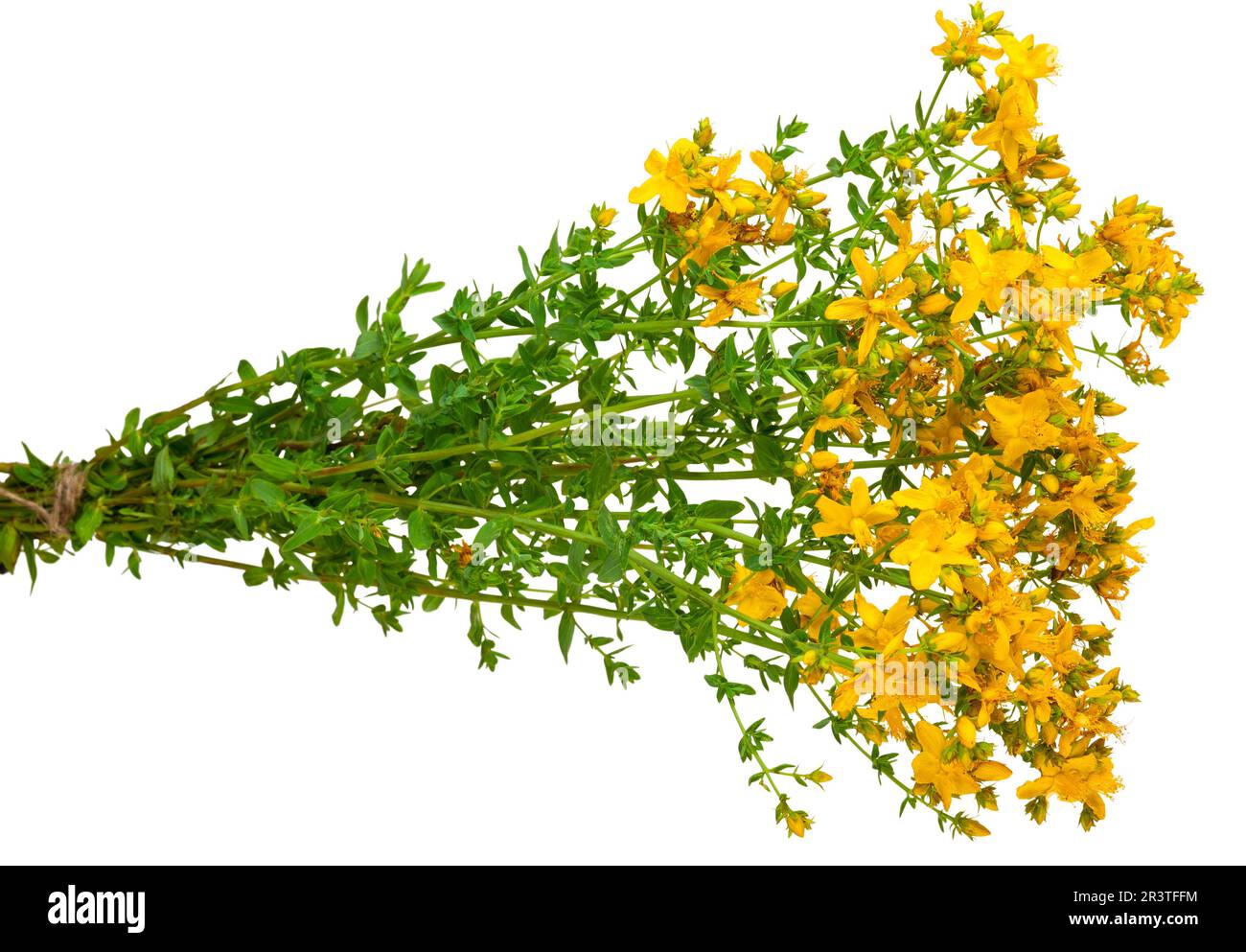 Medicinal plant: Hypericum perforatum. St. John's wort Stock Photo - Alamy