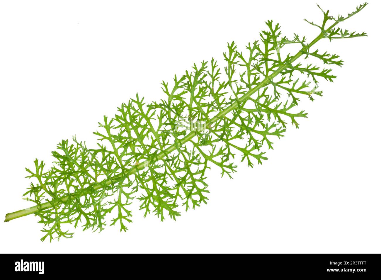 Yarrow leaf hi-res stock photography and images - Alamy