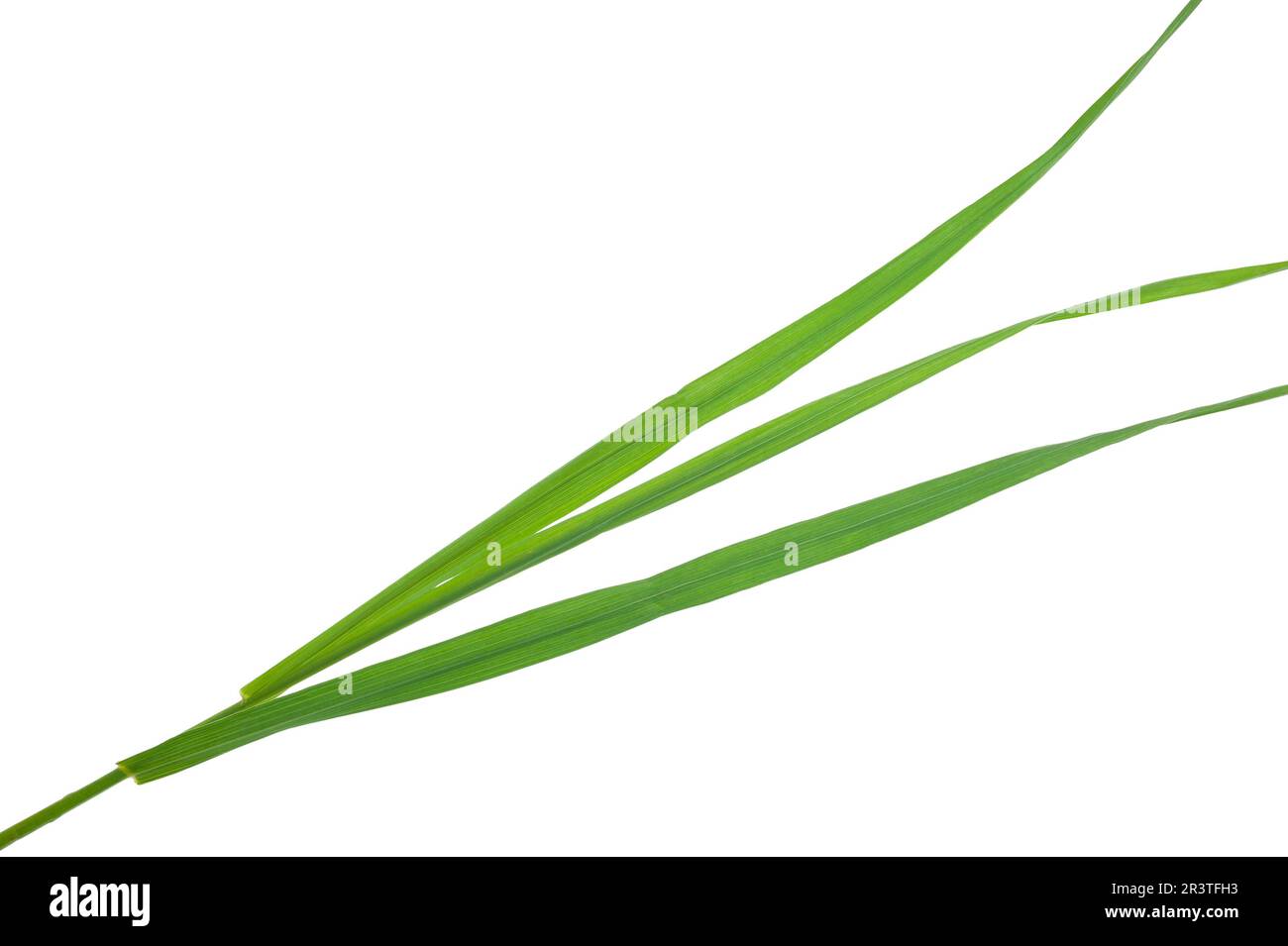Medicinal grass hi-res stock photography and images - Alamy