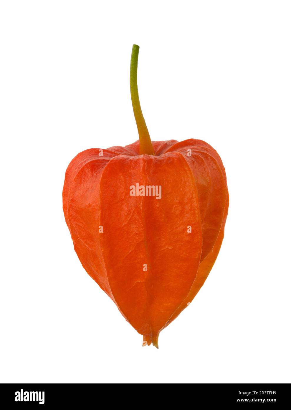 Ripe orange physalis leaf Cut Out Stock Images & Pictures - Alamy