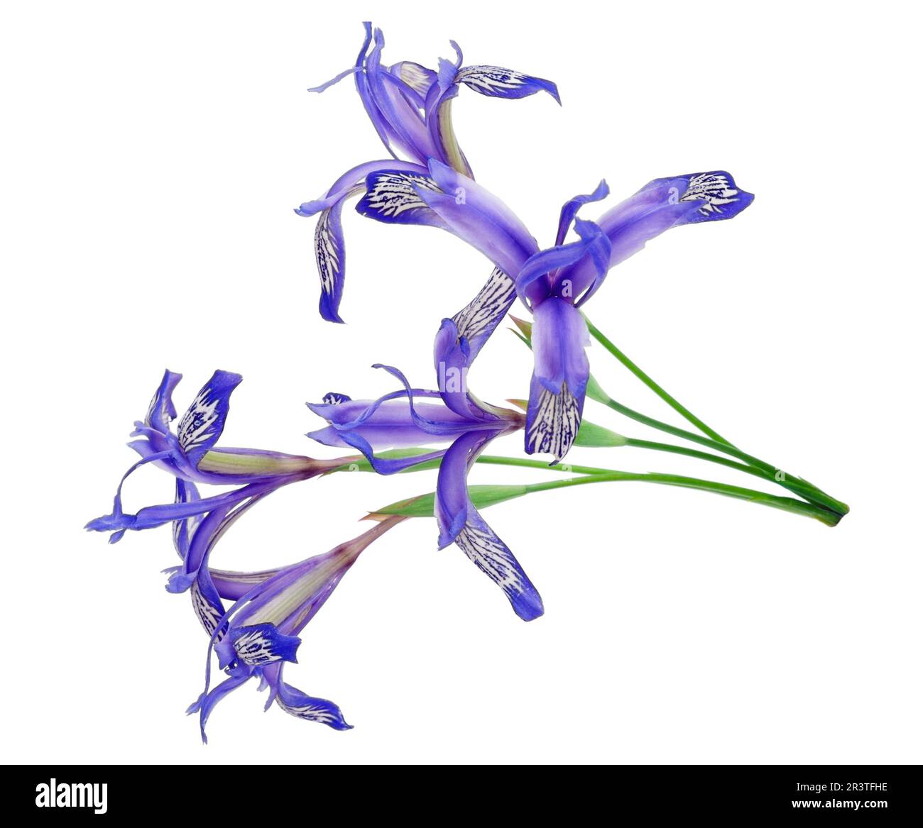 Iris pretty is Cut Out Stock Images & Pictures - Alamy