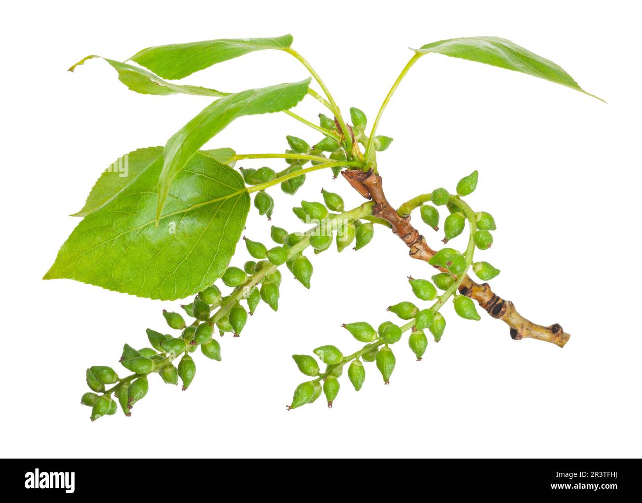 Seeds poplar Cut Out Stock Images & Pictures - Alamy