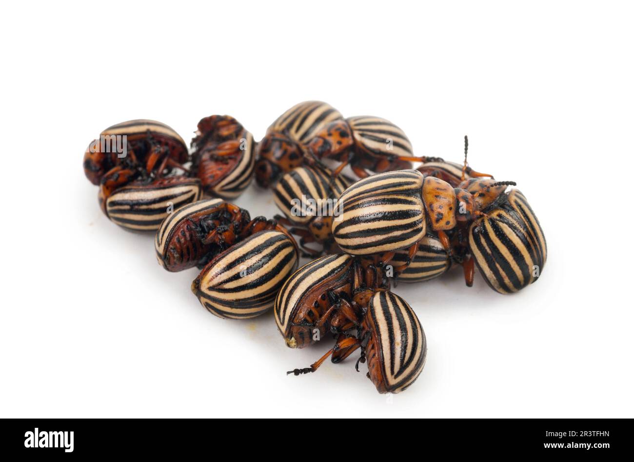 Beetle foot hi-res stock photography and images - Alamy