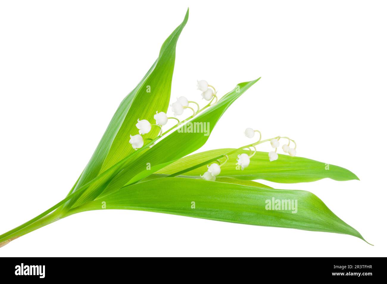 White lily valley convallaria Cut Out Stock Images & Pictures - Alamy