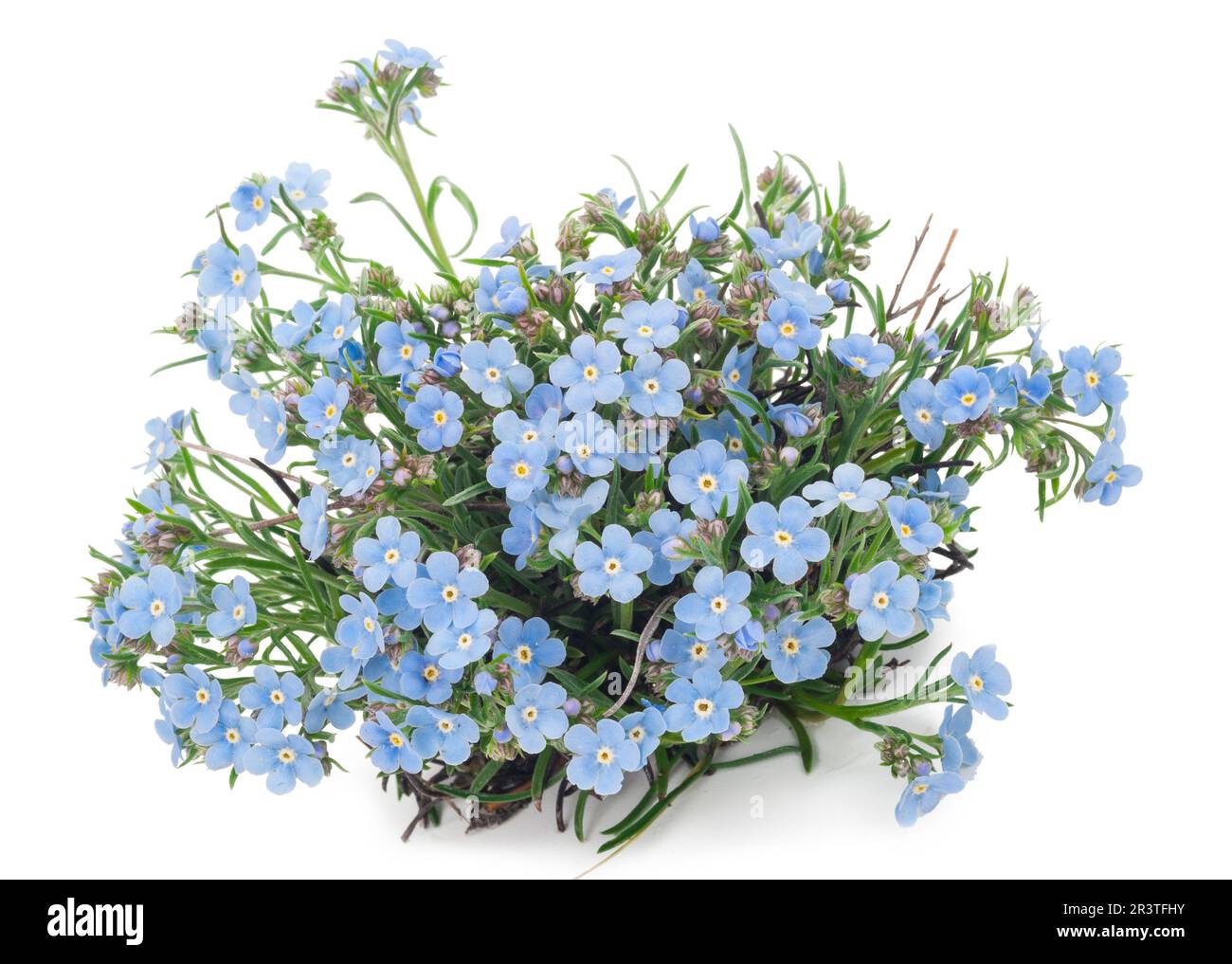 Forget me not patterns Cut Out Stock Images & Pictures - Alamy