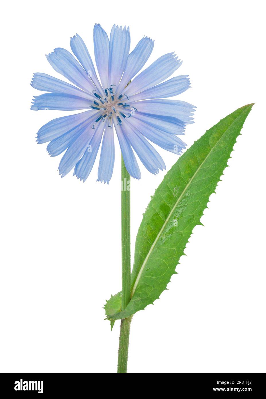 Common wild flower Cut Out Stock Images & Pictures - Alamy