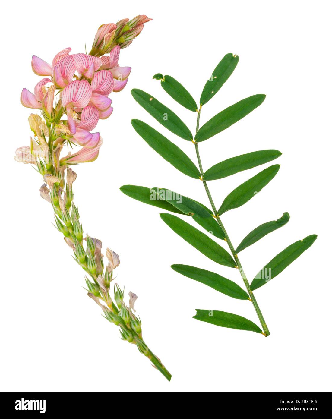 Sainfoin on white Stock Photo - Alamy
