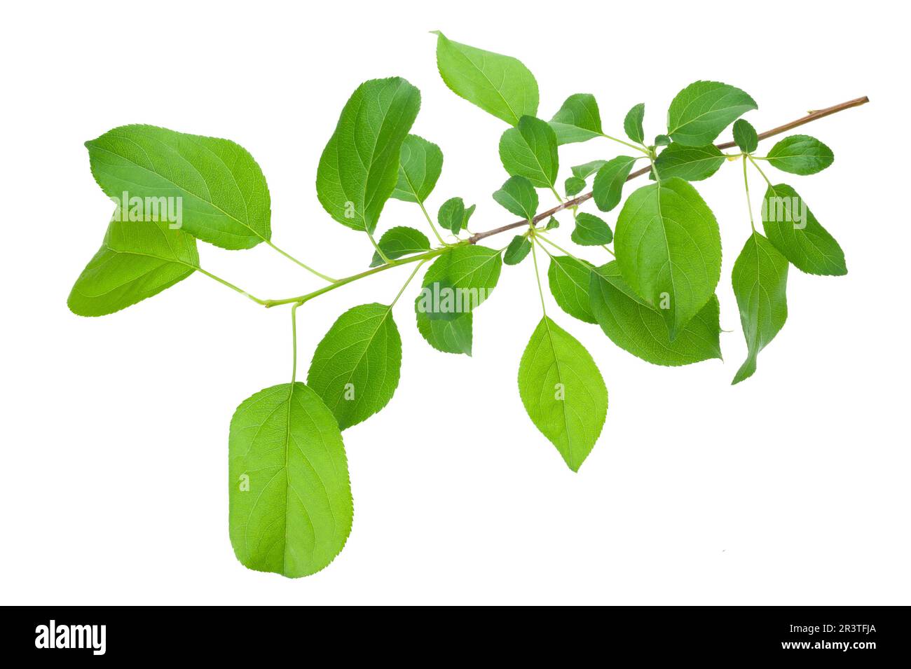 Young apple tree branch Stock Photo - Alamy