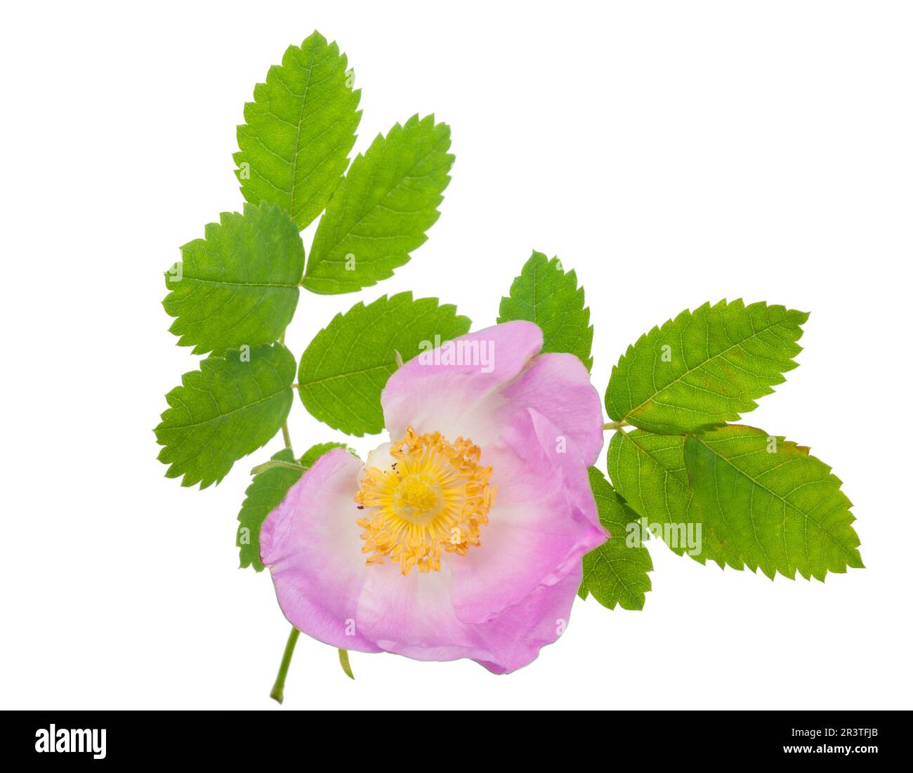 Branch rose hip Cut Out Stock Images & Pictures - Alamy