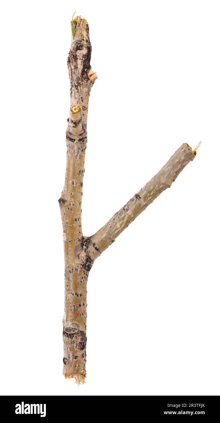 Dry tree branch Stock Photo - Alamy